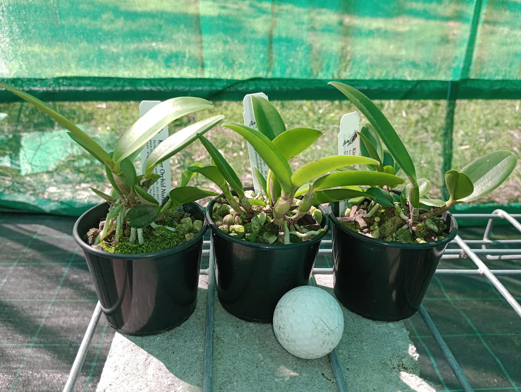 Cattleya intermedia fma. orlata 'Susan' x 'Old Grand' – Kingfisher ...