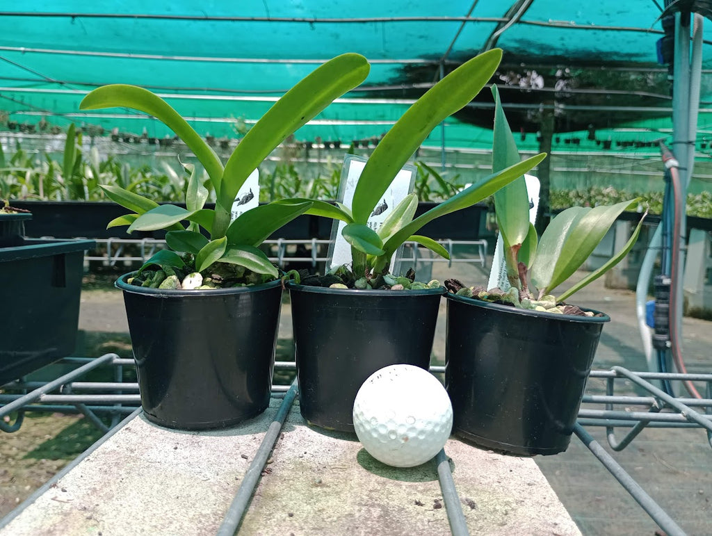 Ctt. Netrasiri Waxy x Rby. Copper Queen 'Rocklea' – Kingfisher Orchid ...