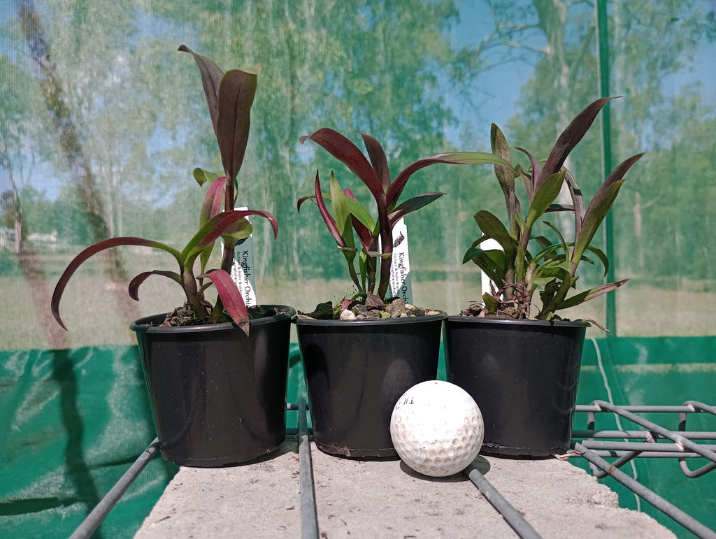 Ety. Robsan (Epc. Rene Marques 'Flamethrower' x Encyclia cordigera ...