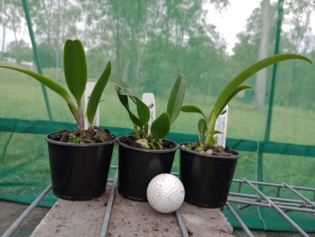 Rby. Golden Tang x Ctt. Netrasiri Waxy – Kingfisher Orchid Nursery