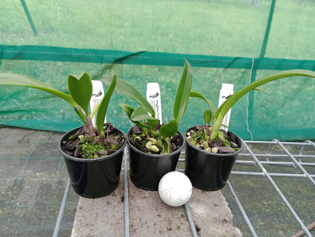 Rby. Golden Tang x Ctt. Netrasiri Waxy – Kingfisher Orchid Nursery