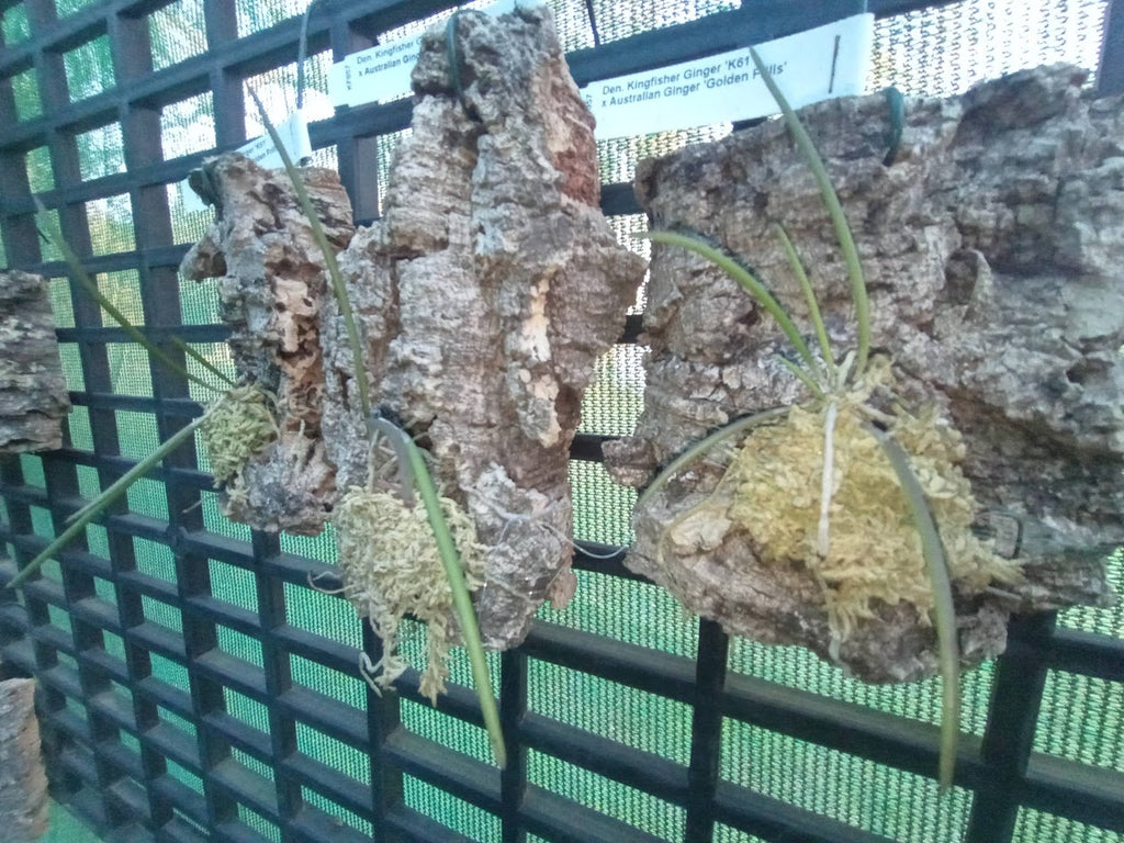 Dendrobium (Dockrillia) Kingfisher Ginger x Australian Ginger, cork mo ...