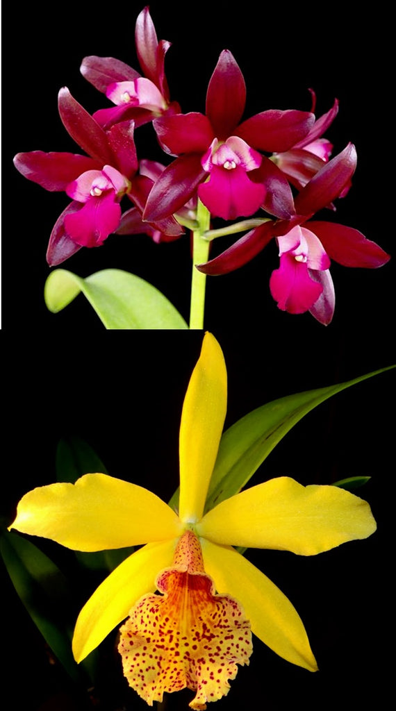 Ctt. Netrasiri Waxy x Rby. Copper Queen 'Rocklea' – Kingfisher Orchid ...