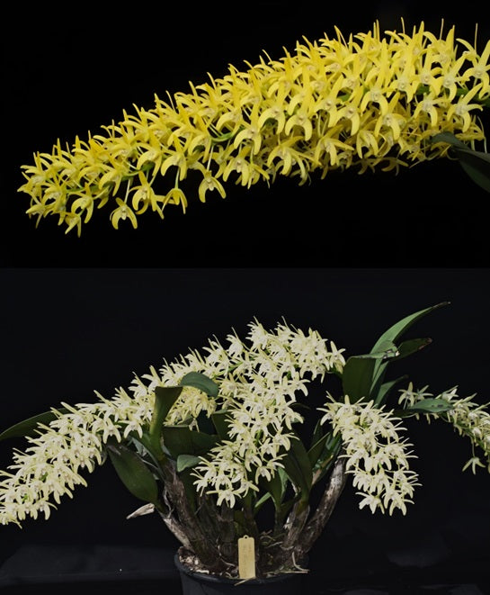 Dendrobium speciosum v. curvicaule 'Golden Peninsula Princess' AM/AOC ...