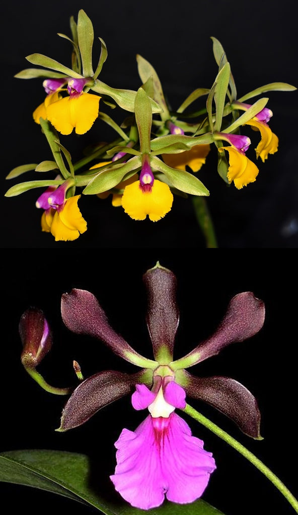 Ety. Robsan (Epc. Rene Marques 'Flamethrower' x Encyclia cordigera ...