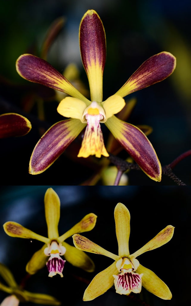 Encyclia alata x Encyclia Bumble Bee – Kingfisher Orchid Nursery