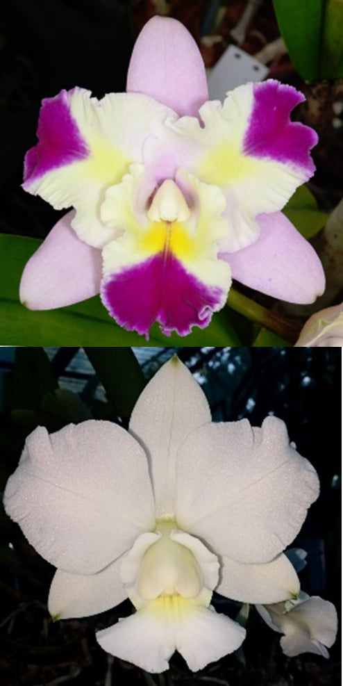 Cattleya Pink Spice (Mari's Song 'CTM-217' x walkeriana 'White Beauty ...