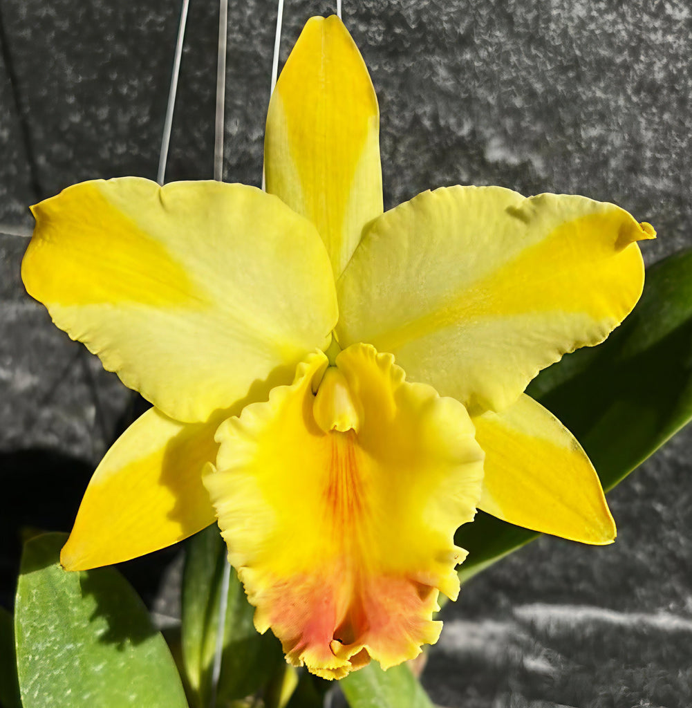Rth. Golden Cosmo – Kingfisher Orchid Nursery