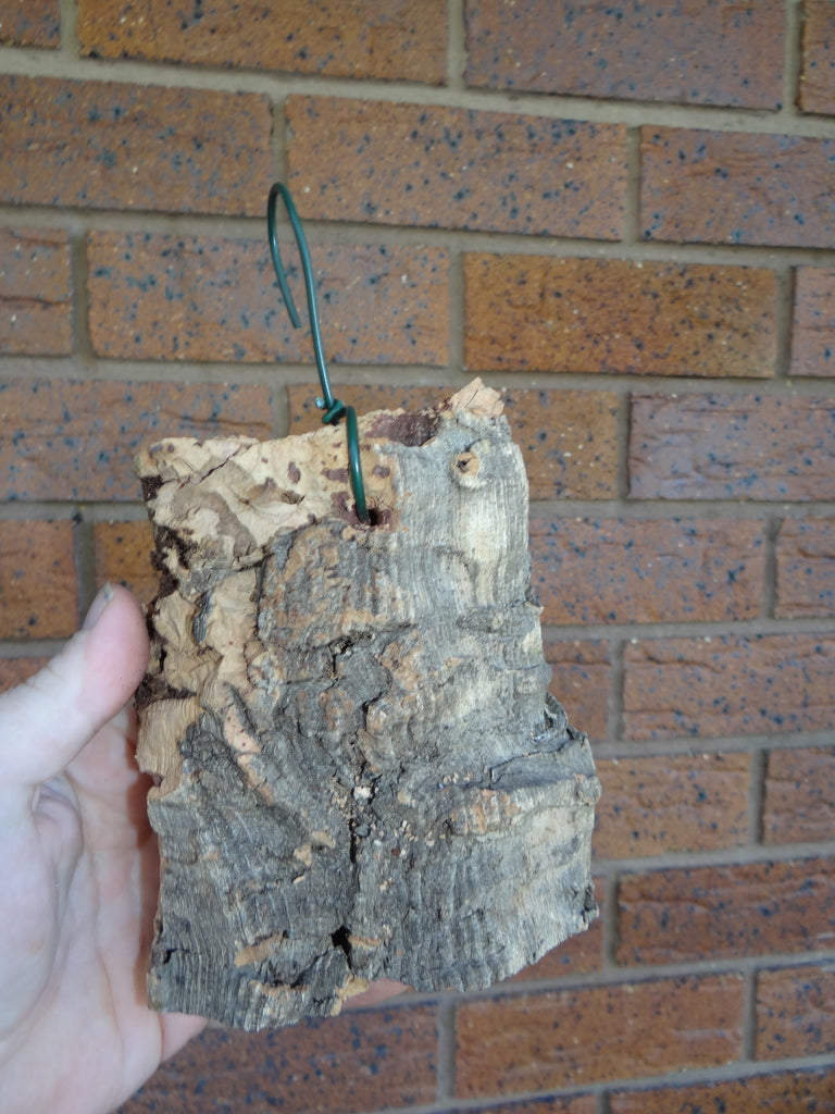 Medium sized cork mount with hanger 14cm x 12cm – Kingfisher Orchid Nursery