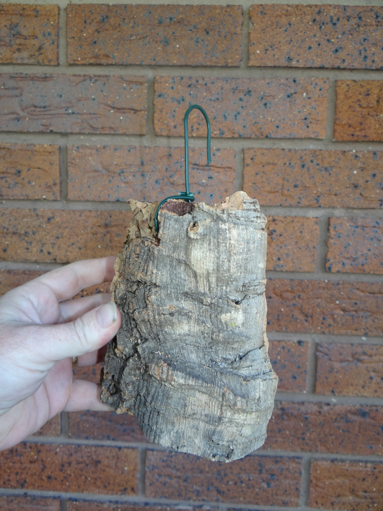 Medium sized cork mount with hanger 14cm x 12cm – Kingfisher Orchid Nursery