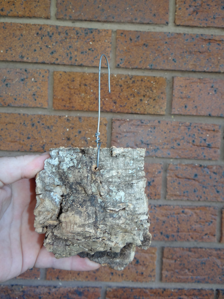 Small size cork mount (9cm x 9cm) with hanger – Kingfisher Orchid Nursery