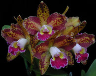Cattleyas – Kingfisher Orchid Nursery